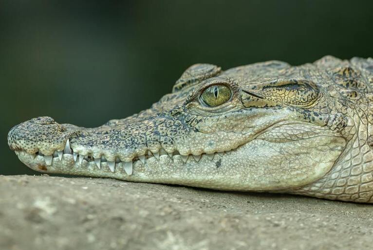 Jacaré é flagrado por banhistas em praia de Florianópolis – O Presente