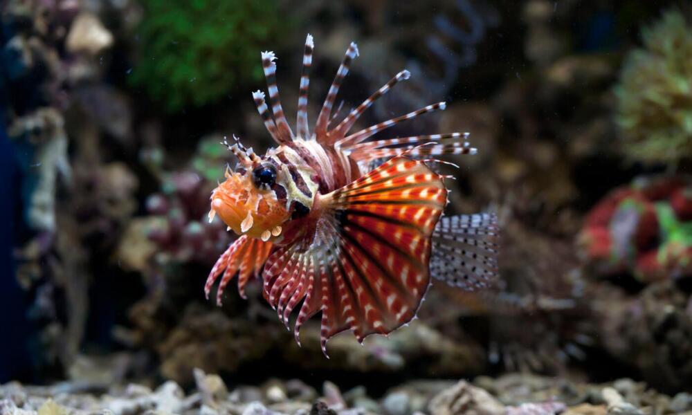 Conheça o peixe venenoso que está ameaçando o Brasil – O Presente