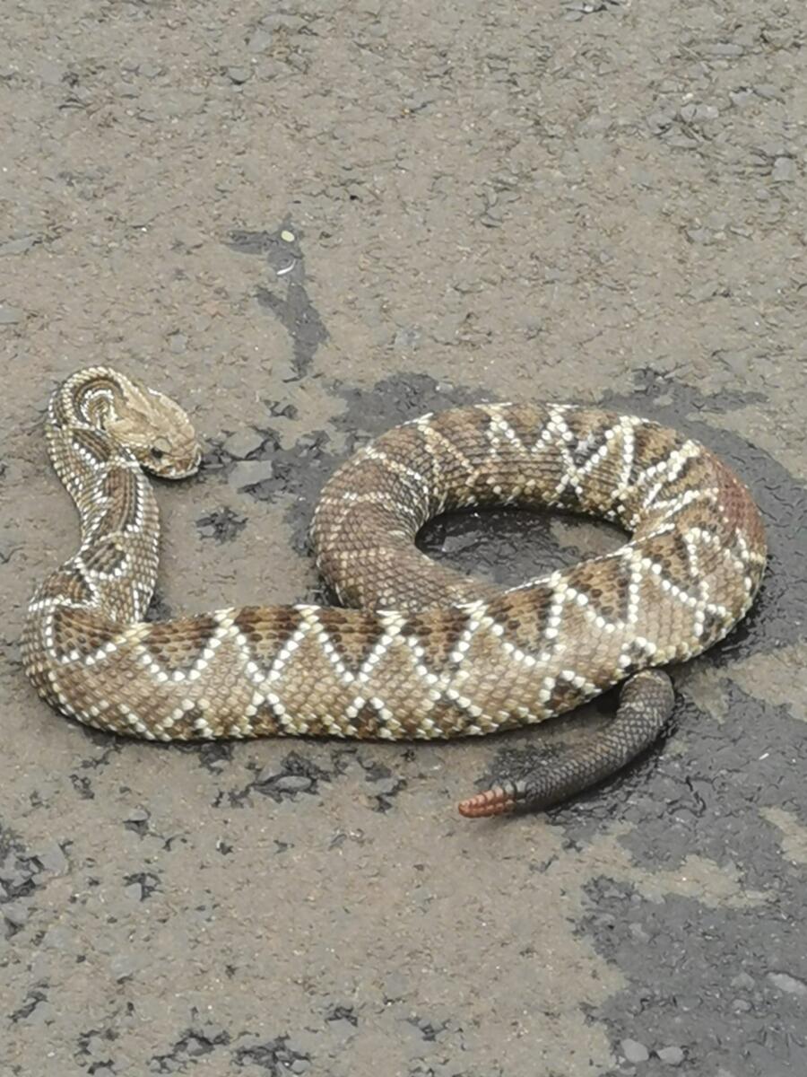 Serpente venenosa capturada em Marechal Rondon está no Corpo de ...